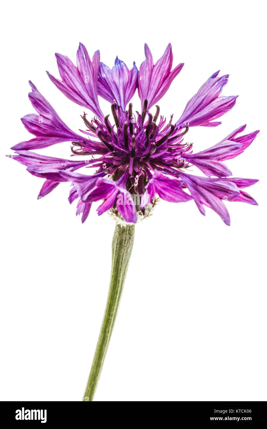 Violet flower of cornflower, lat. Centaurea, isolated on white ...