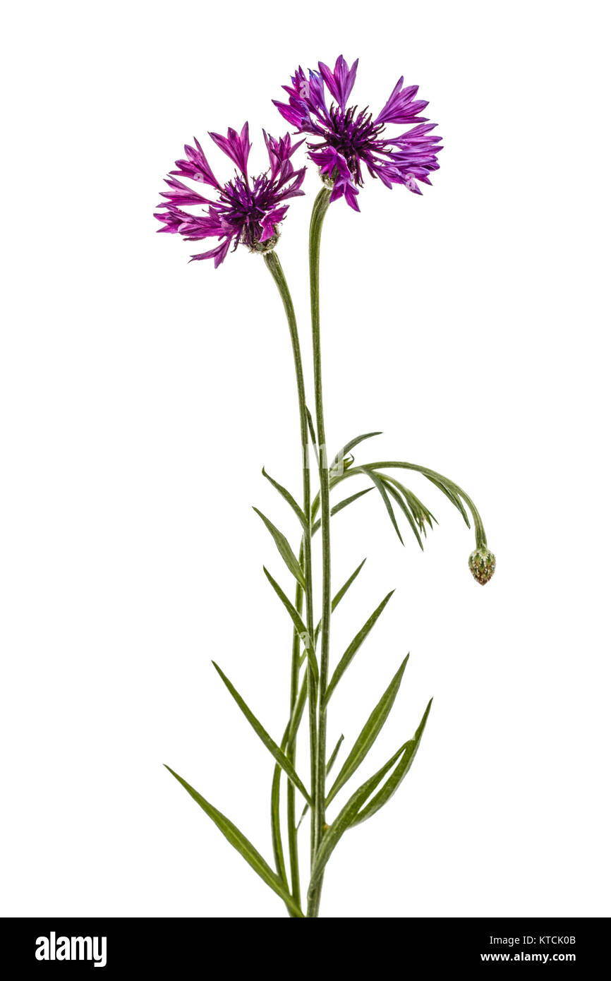 Violet flower of cornflower, lat. Centaurea, isolated on white ...