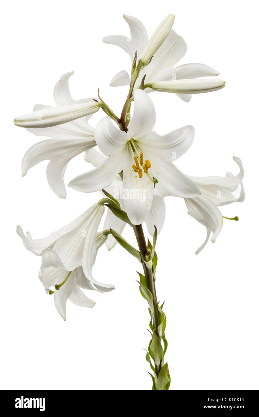Flower of white lily, isolated on white background Stock Photo - Alamy
