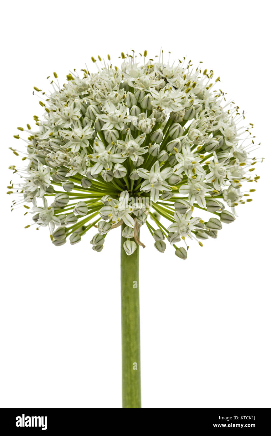 Flower head of edible onion, lat. Allium cepa, isolated on white ...
