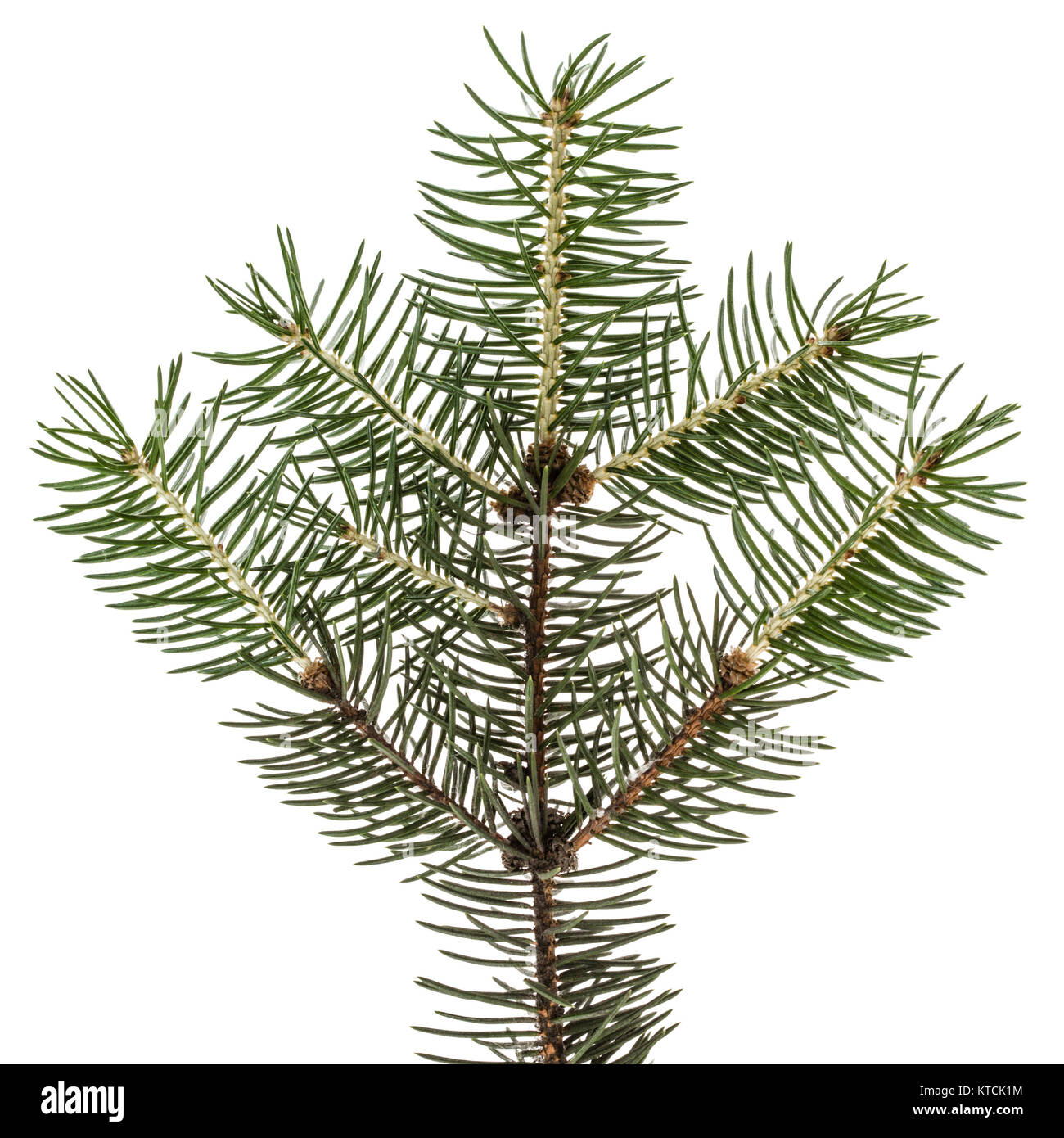 Spruce branch, isolated on white background Stock Photo - Alamy