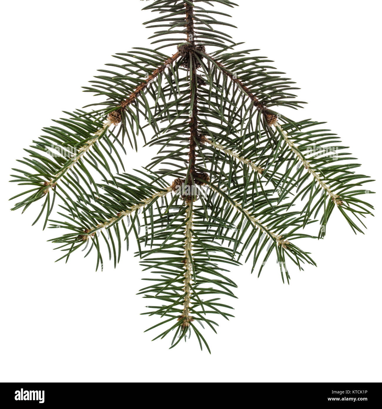 Spruce branch, isolated on white background Stock Photo - Alamy