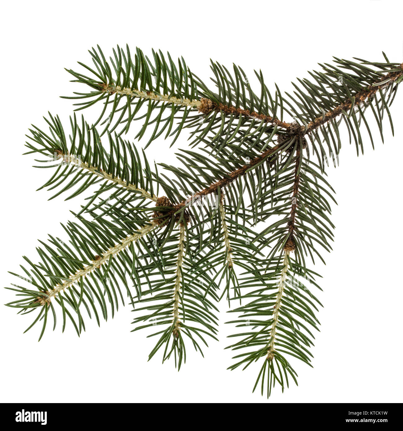 Spruce tree branches new Cut Out Stock Images & Pictures - Alamy