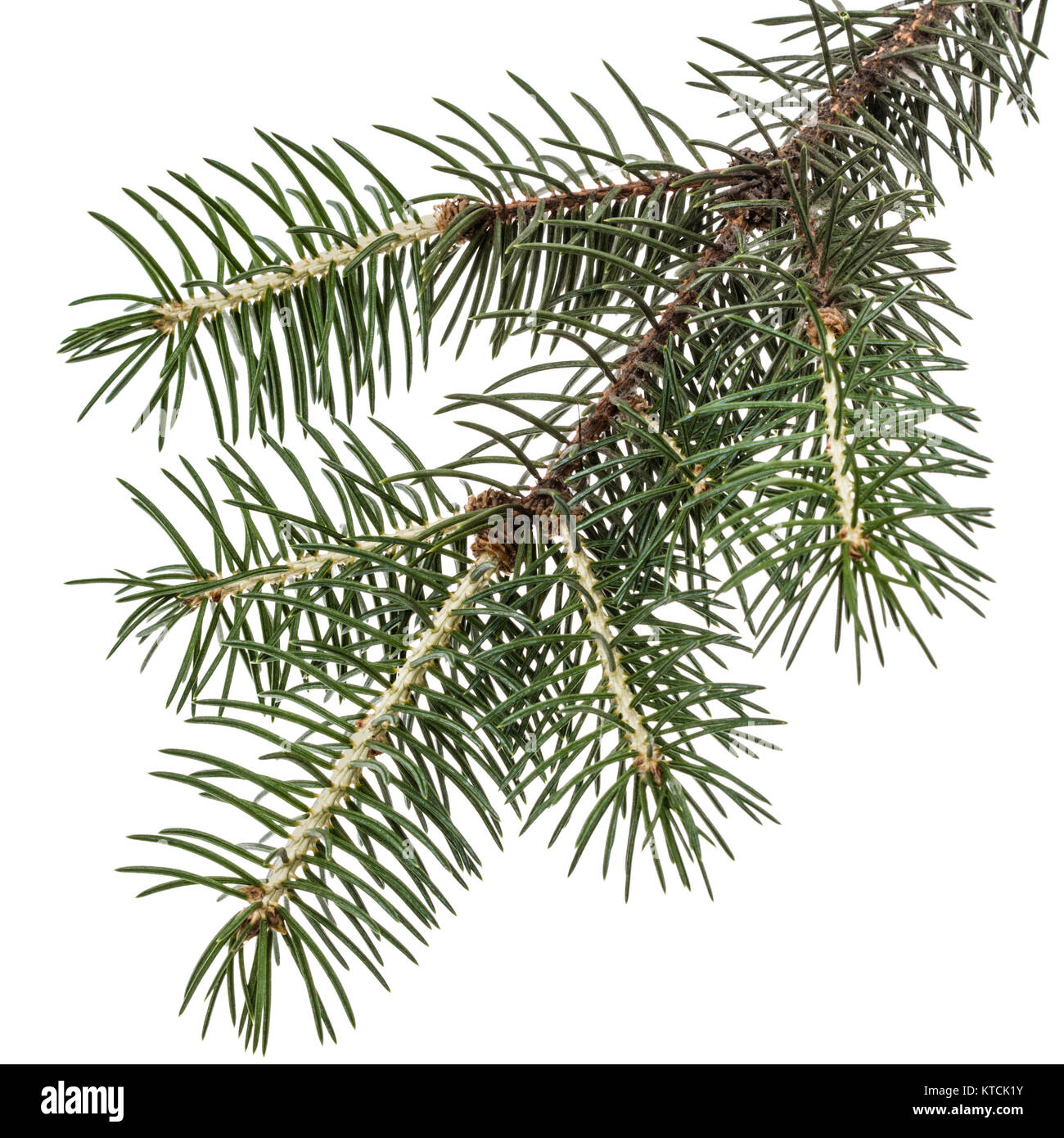 Spruce branch, isolated on white background Stock Photo - Alamy