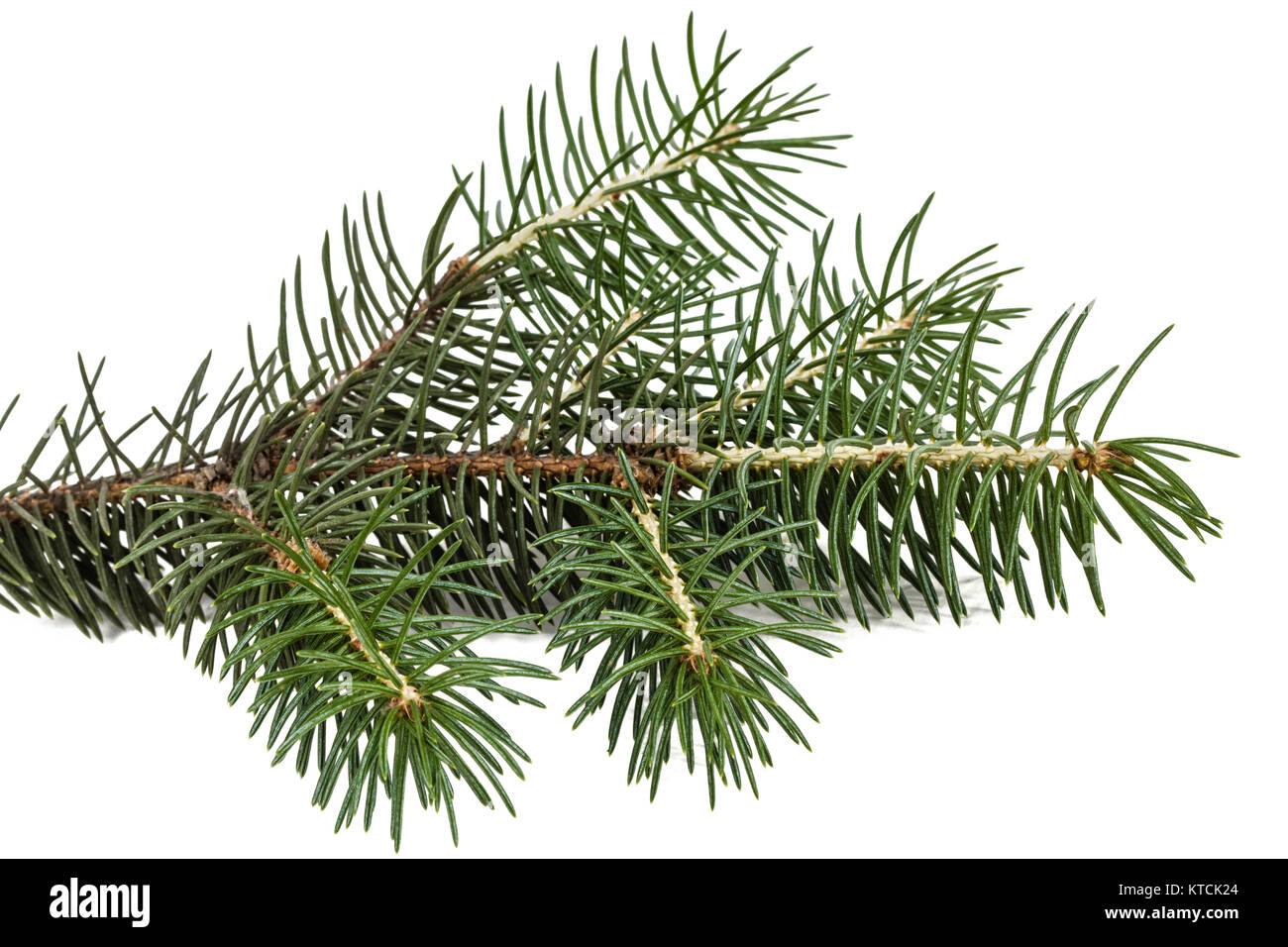 Spruce branch, isolated on white background Stock Photo - Alamy