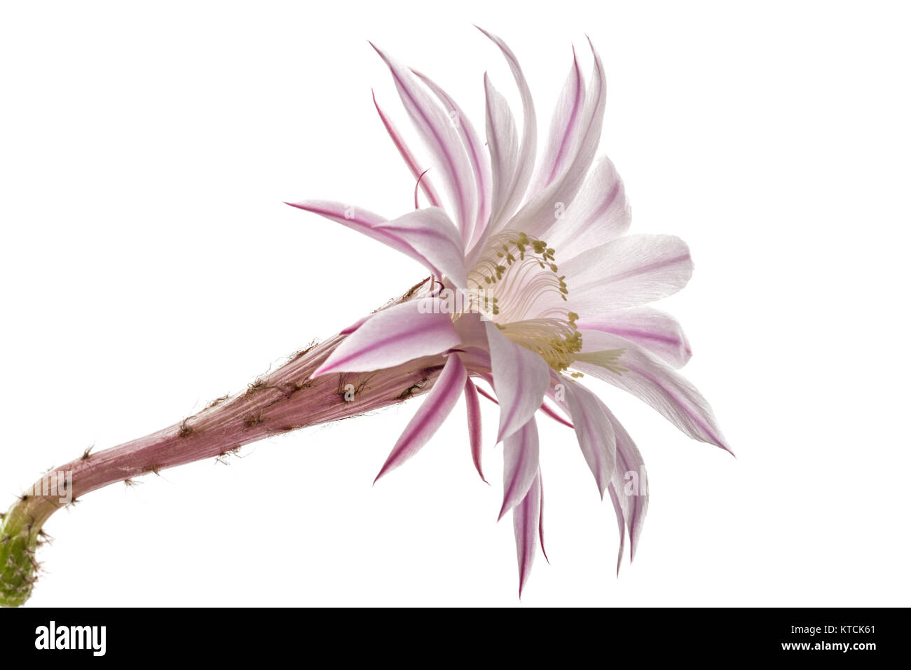 Beautiful soft pink cactus flower, isolated on white background Stock ...