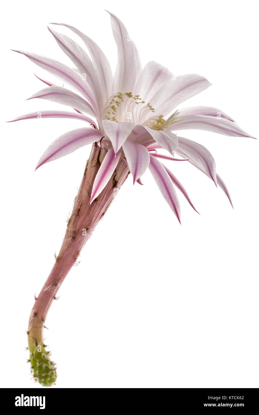 Beautiful soft pink cactus flower, isolated on white background Stock ...