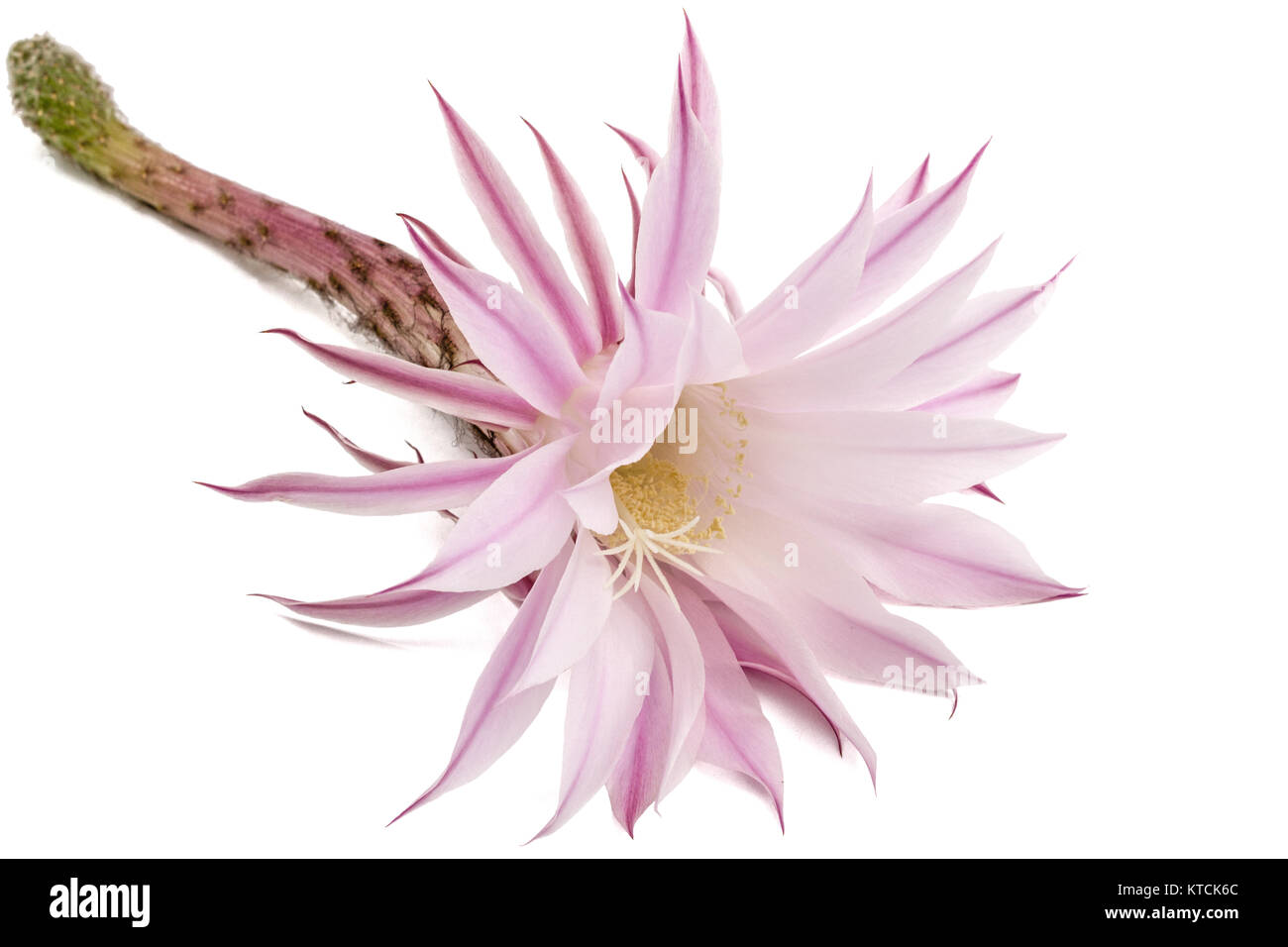 Beautiful soft pink cactus flower, isolated on white background Stock ...