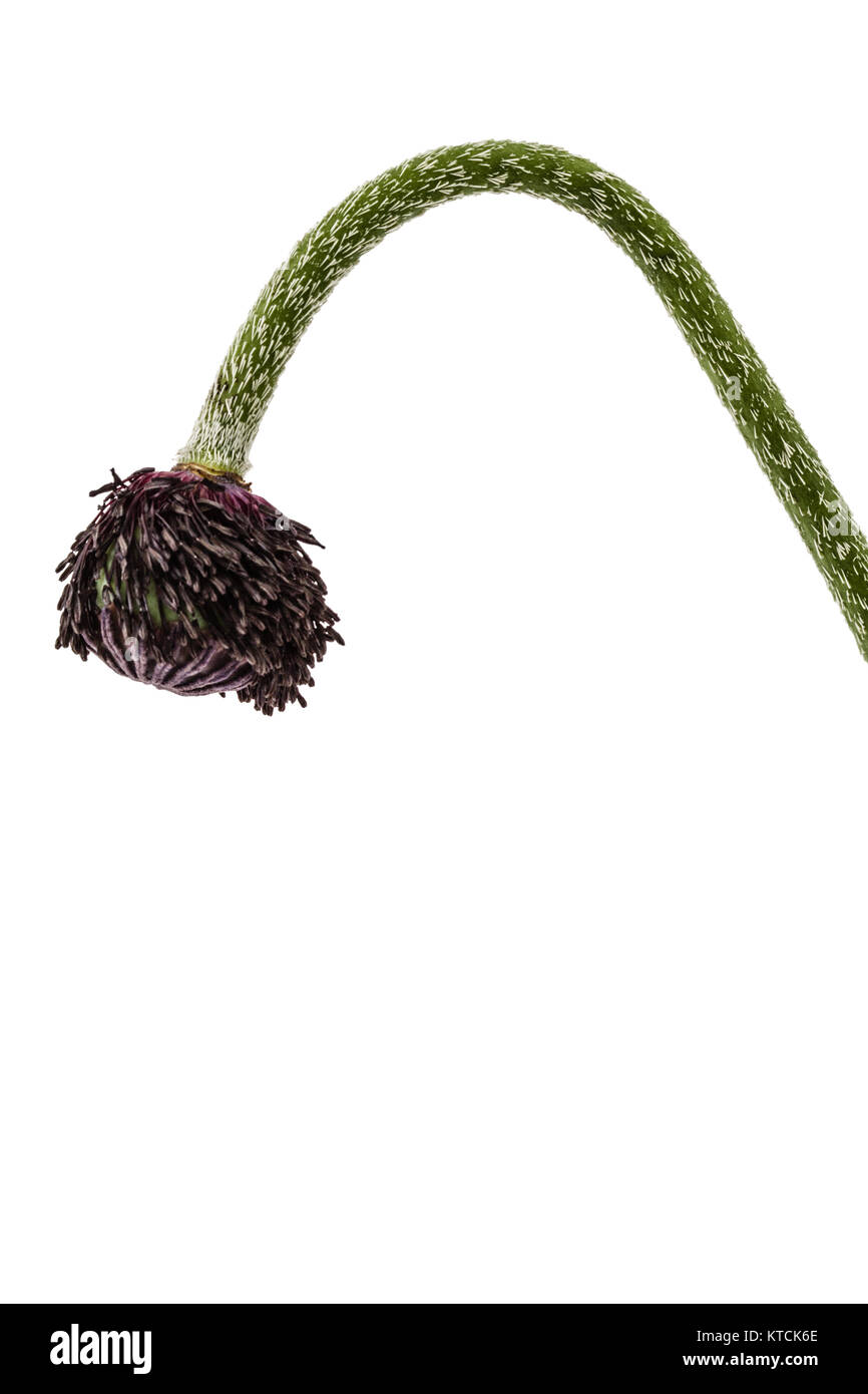 Green poppy head, isolated on white background Stock Photo - Alamy