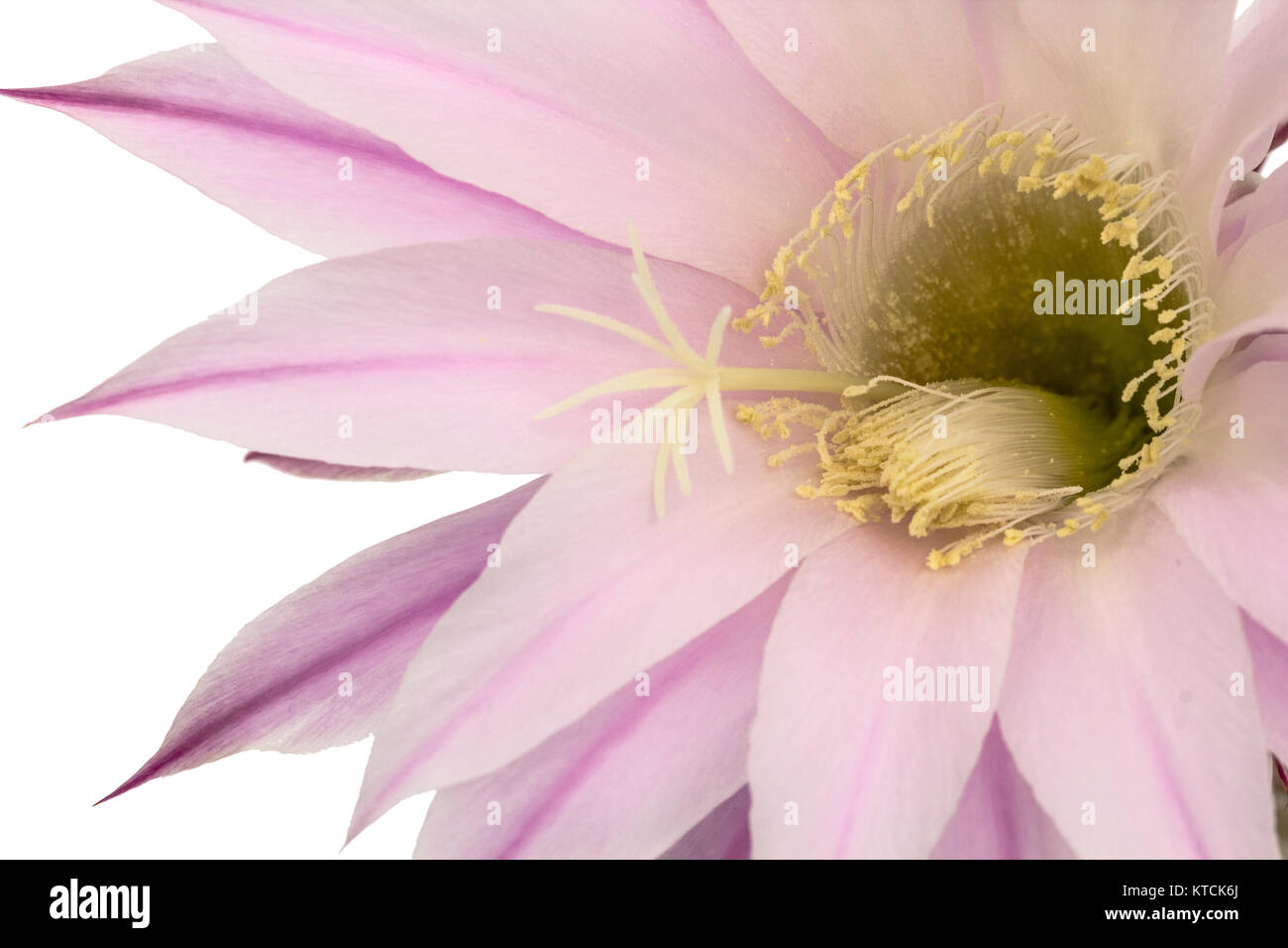 Beautiful soft pink cactus flower, isolated on white background Stock ...