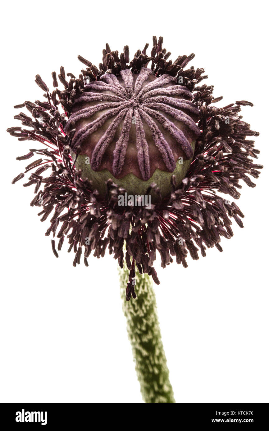 Green poppy head, isolated on white background Stock Photo - Alamy