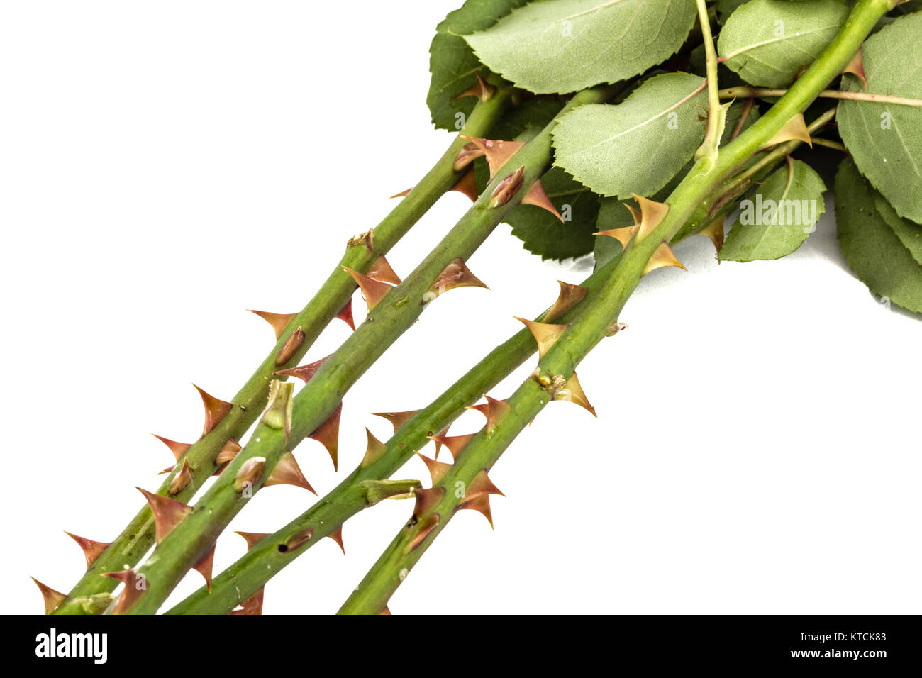 Thorns of roses, isolated on white background Stock Photo - Alamy