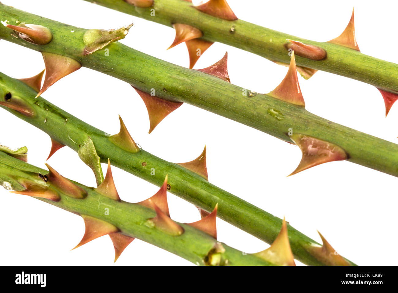 Thorns of roses, isolated on white background Stock Photo - Alamy