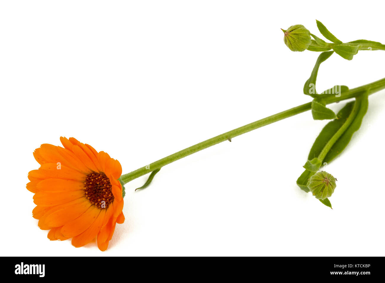 Flower of calendula, isolated on white background Stock Photo - Alamy