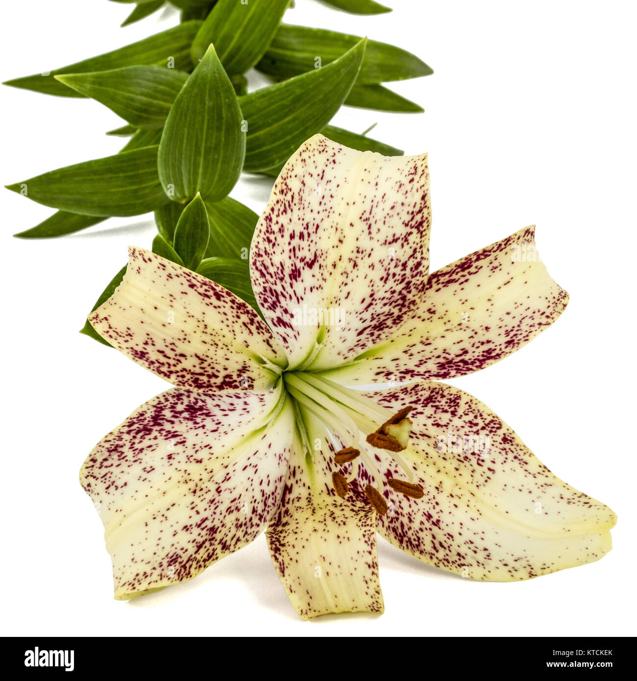 Big flower of brindle lily, isolated on white background Stock Photo ...