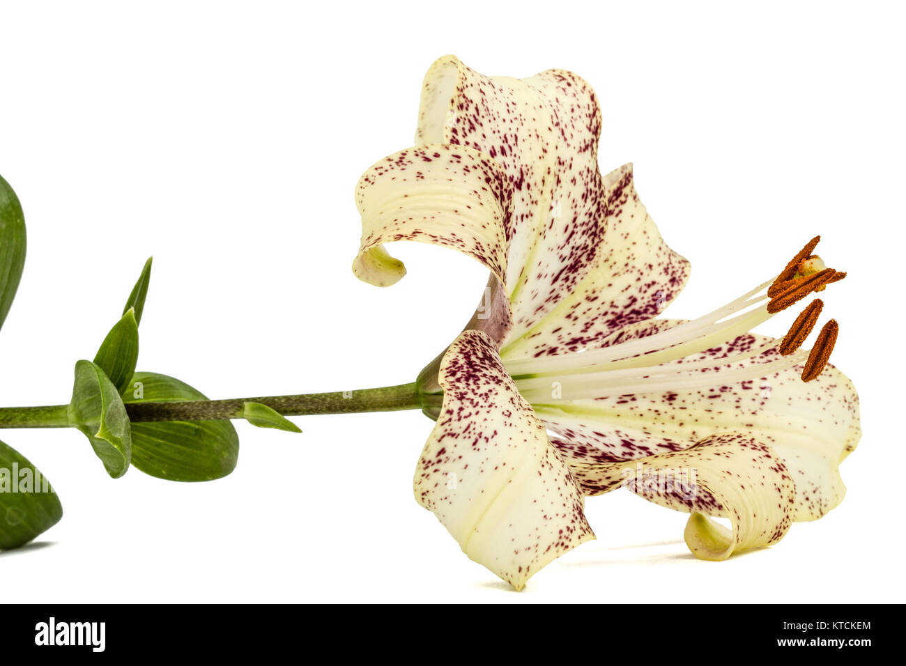 Big flower of brindle lily, isolated on white background Stock Photo ...