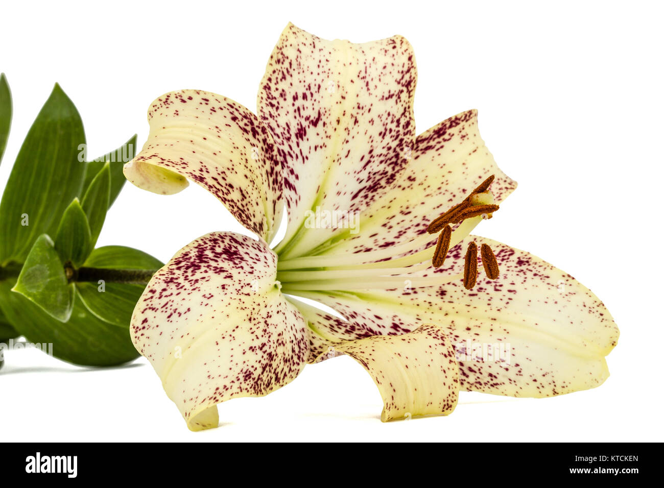 Big flower of brindle lily, isolated on white background Stock Photo ...