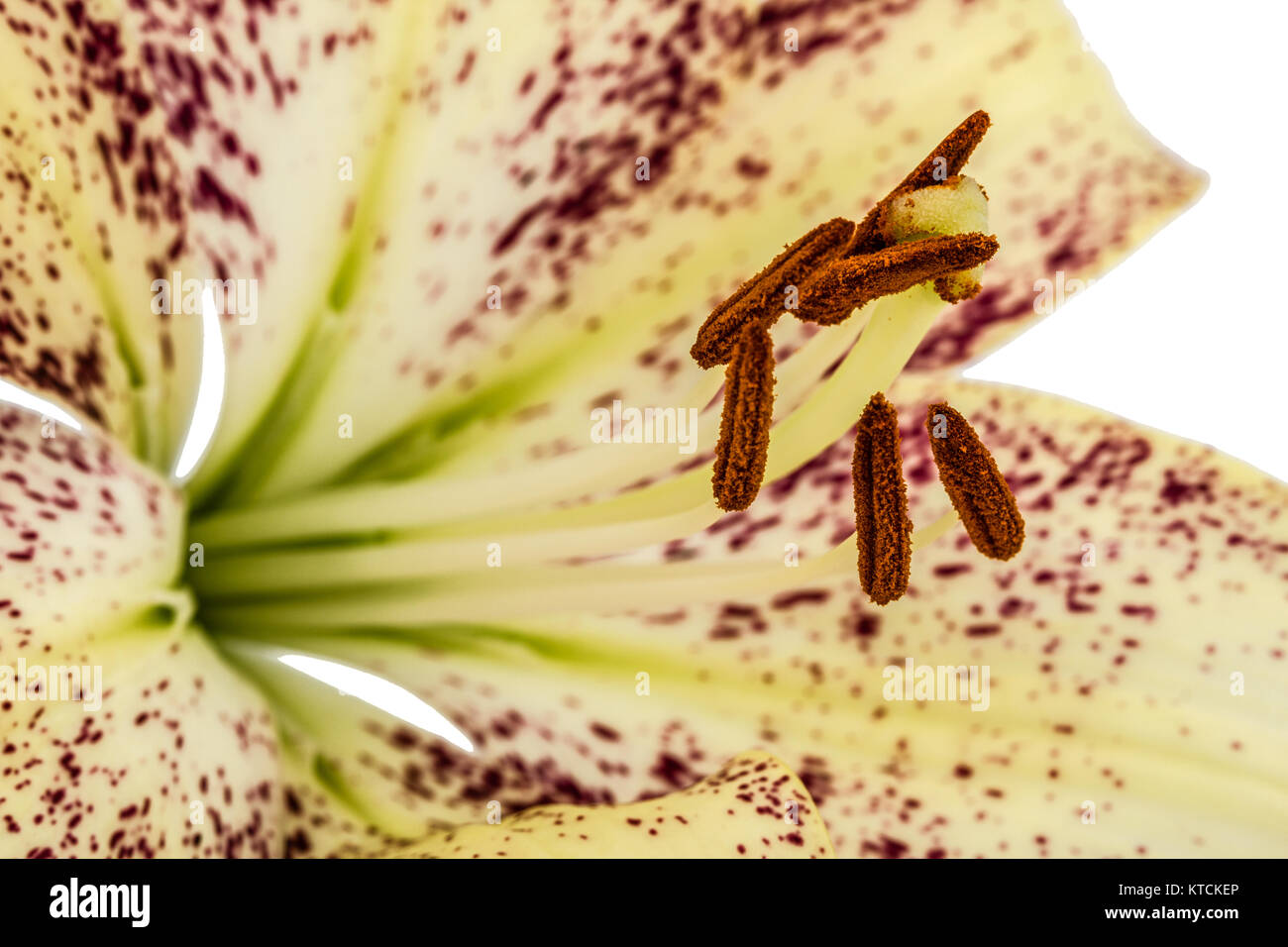 Big flower of brindle lily, isolated on white background Stock Photo ...