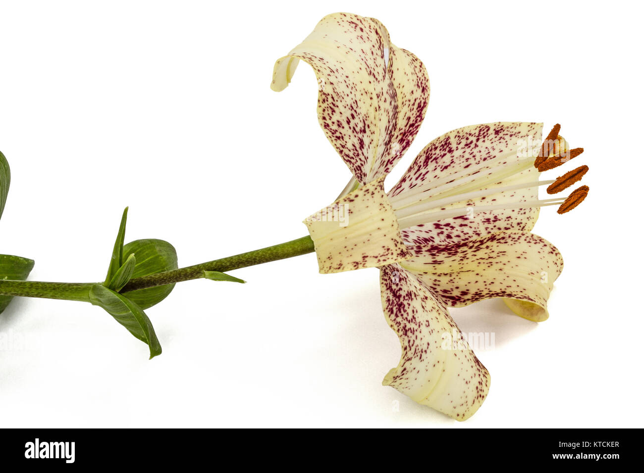 Big flower of brindle lily, isolated on white background Stock Photo ...