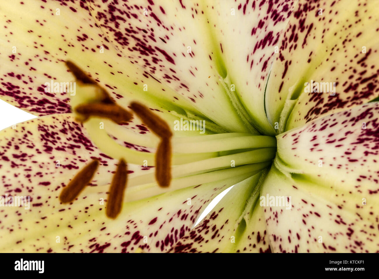 Big flower of brindle lily, isolated on white background Stock Photo ...