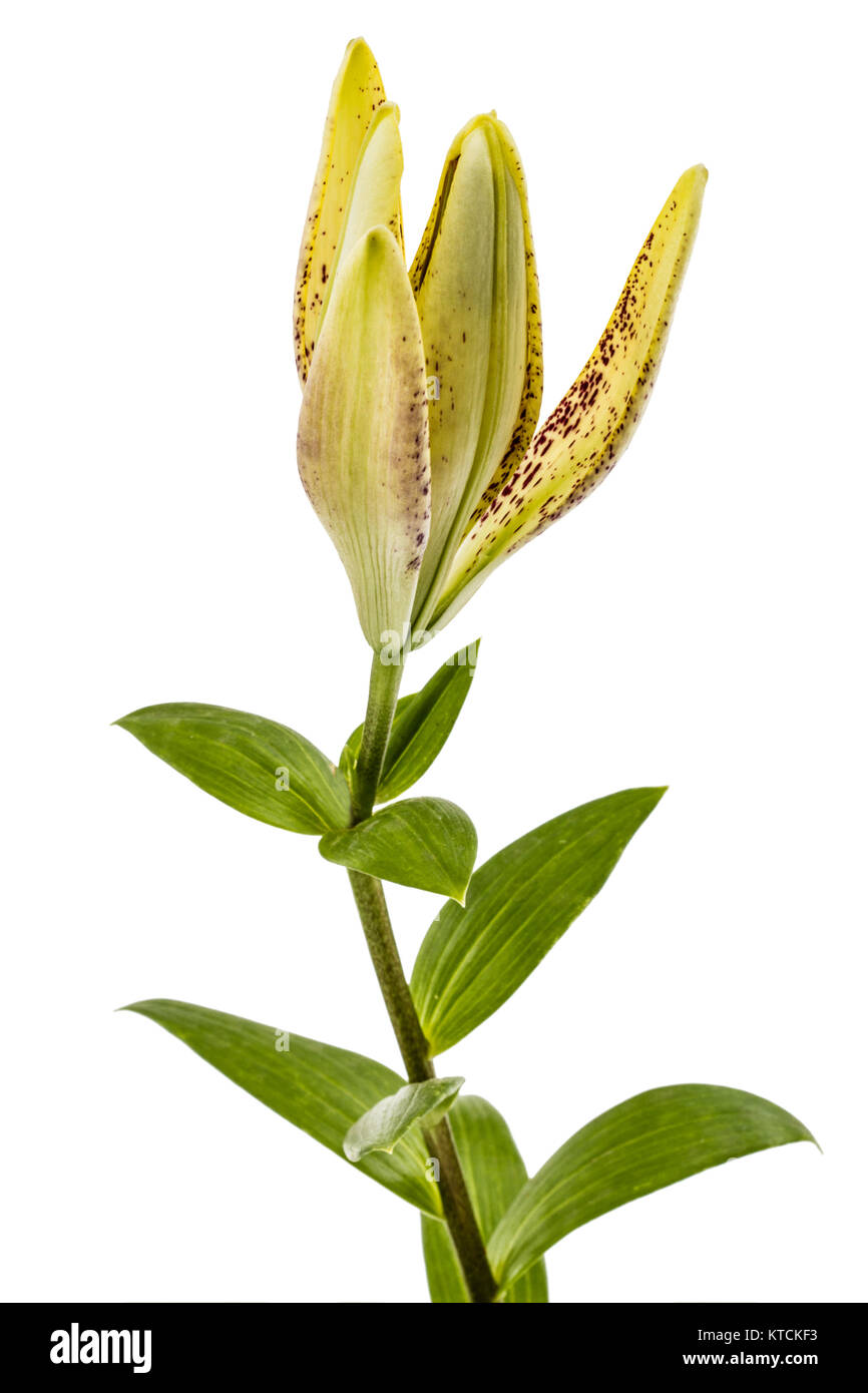 Bud of brindle lily flower, isolated on white background Stock Photo ...