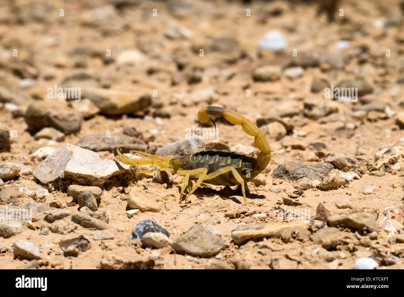 Scorpion deathstalker from the Negev desert took a defensive stance ...