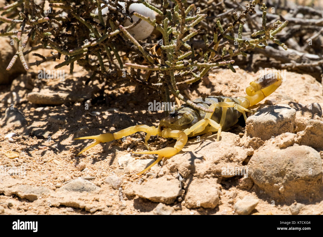 Scorpion deathstalker from the Negev desert took refuge (Leiurus ...