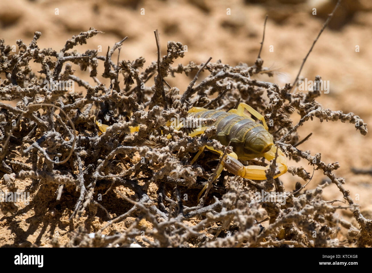 Scorpion deathstalker from the Negev desert took refuge (Leiurus ...