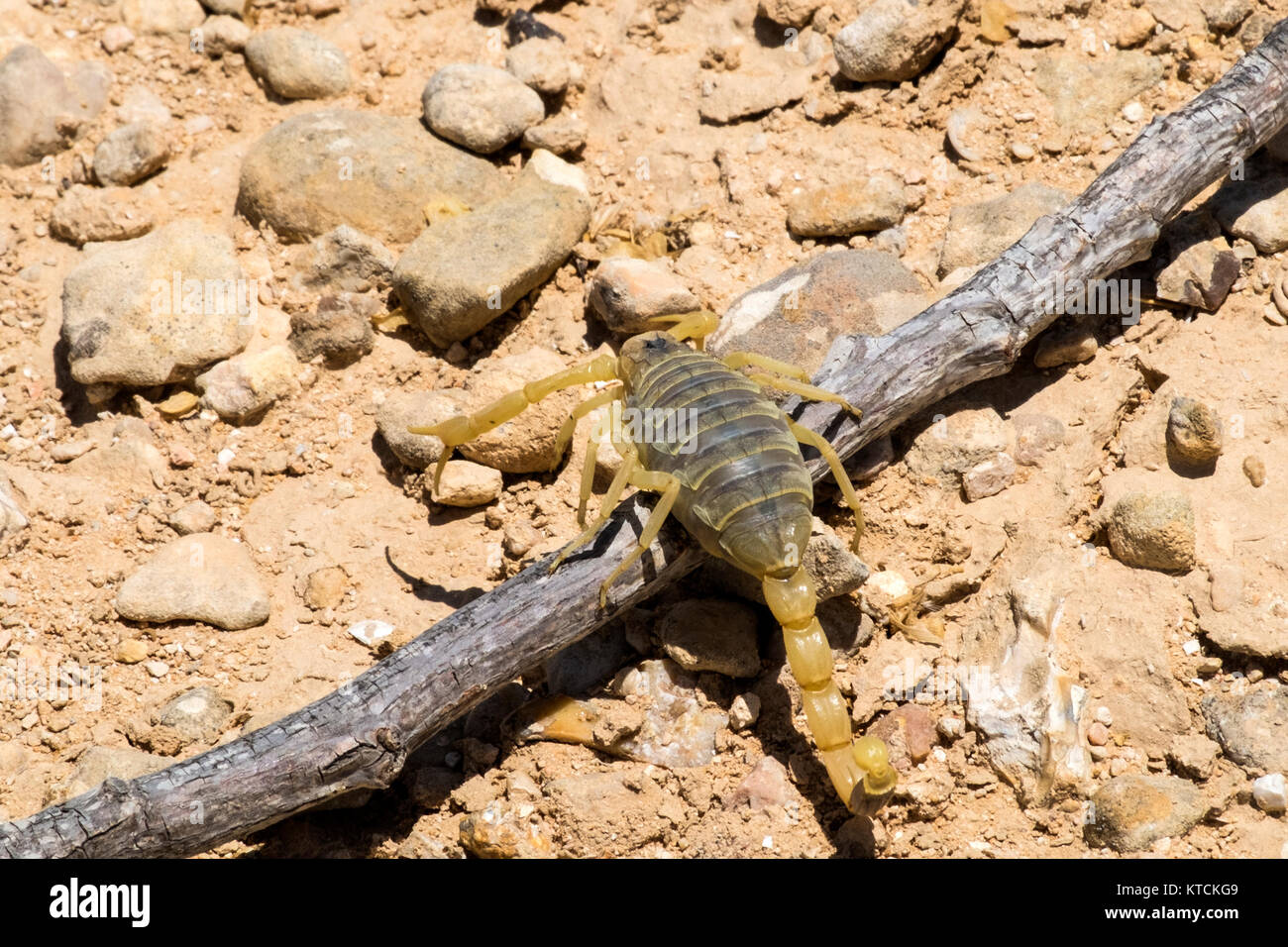 Scorpion deathstalker from the Negev overcomes the obstacle (Leiurus ...