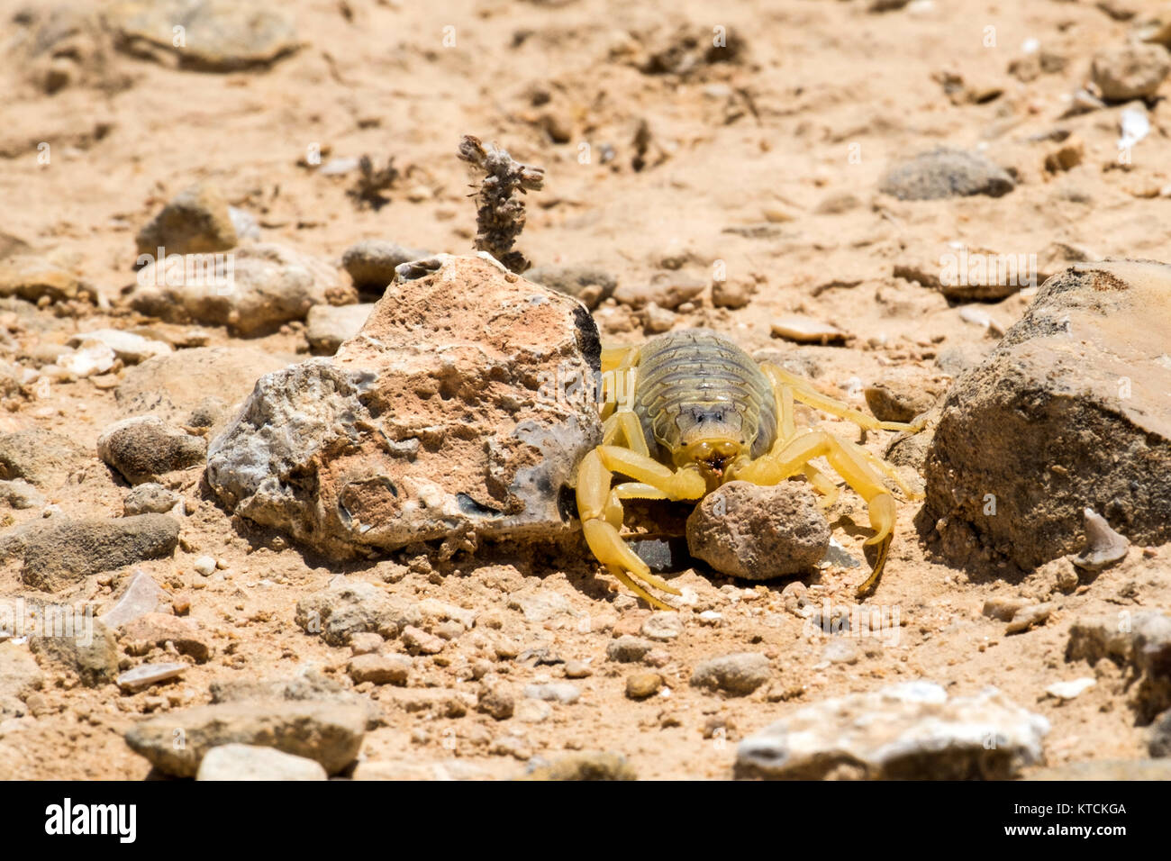 Leiurus Quinquestriatus Deserti