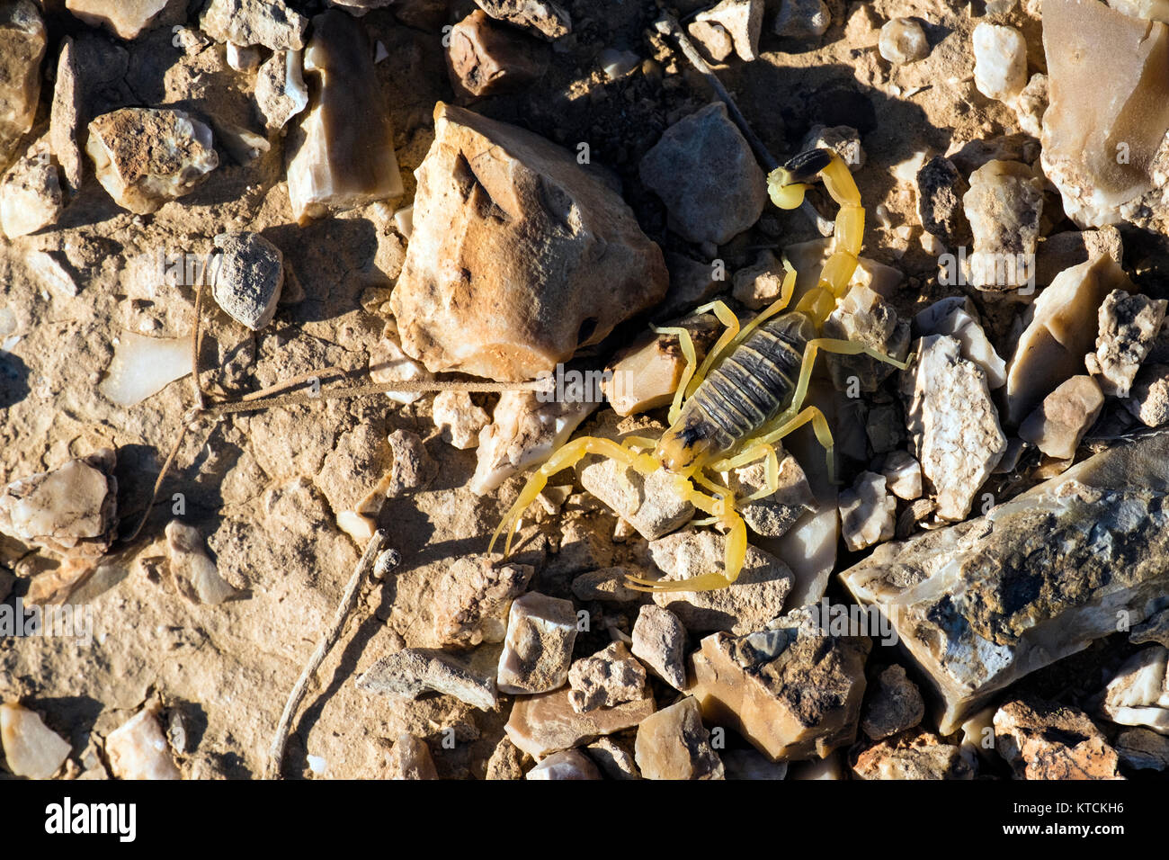Israeli yellow scorpion known as the deathstalker, sits on stones ...