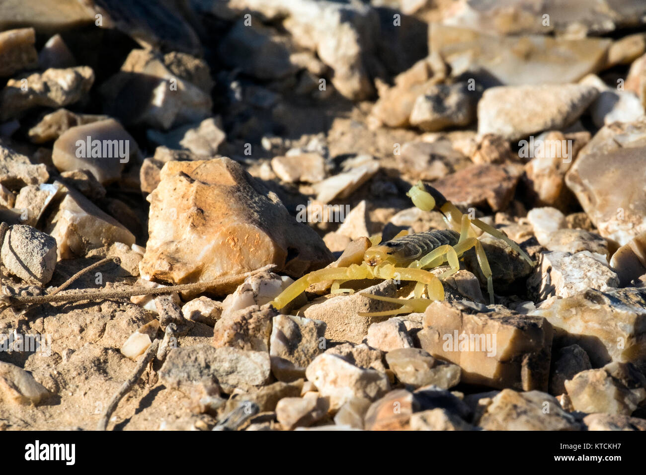 Israeli yellow scorpion known as the deathstalker, sits on stones ...