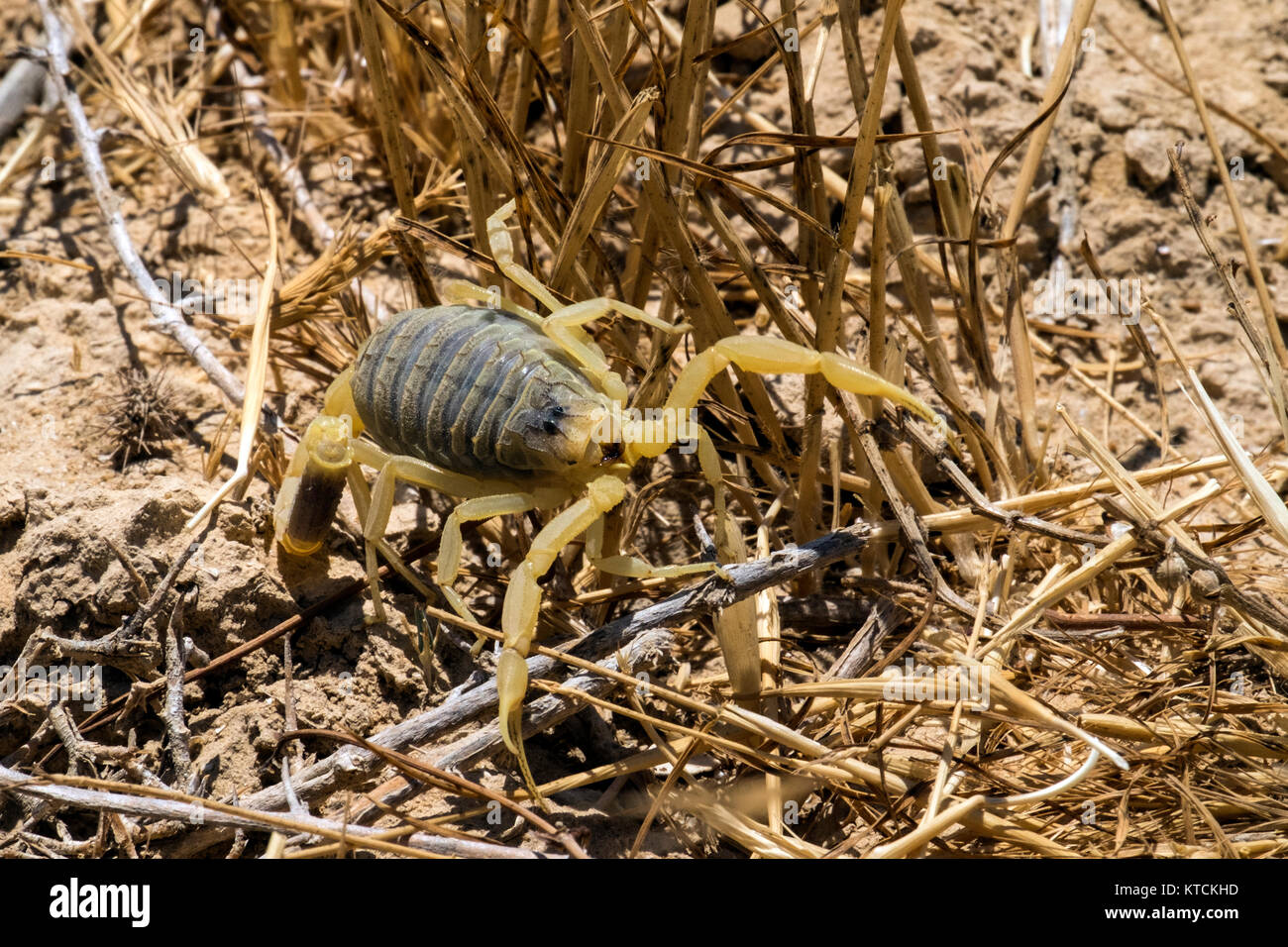 Leiurus Quinquestriatus Deserti