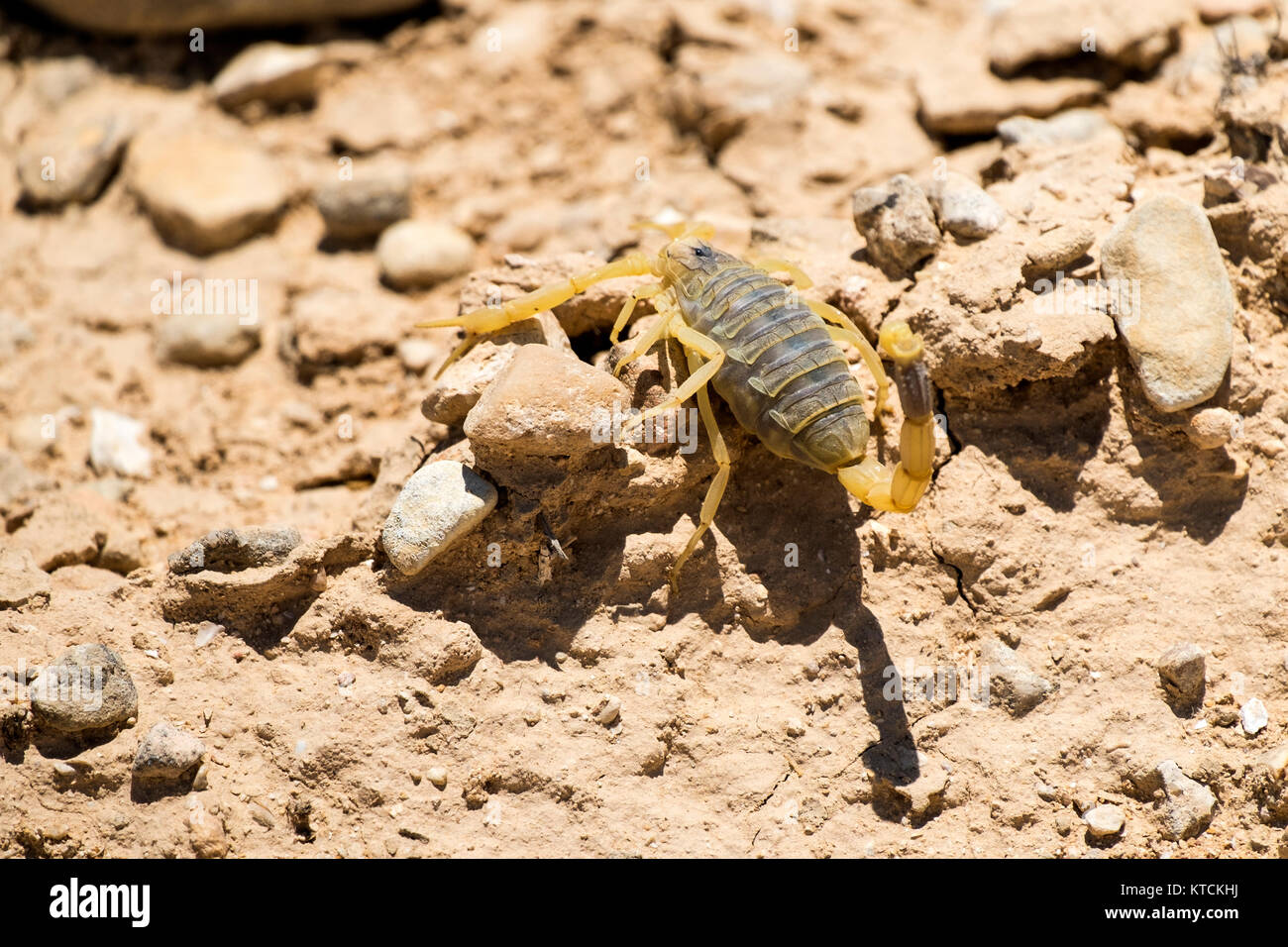 Scorpion deathstalker from the Negev desert seeking refuge (Leiurus ...
