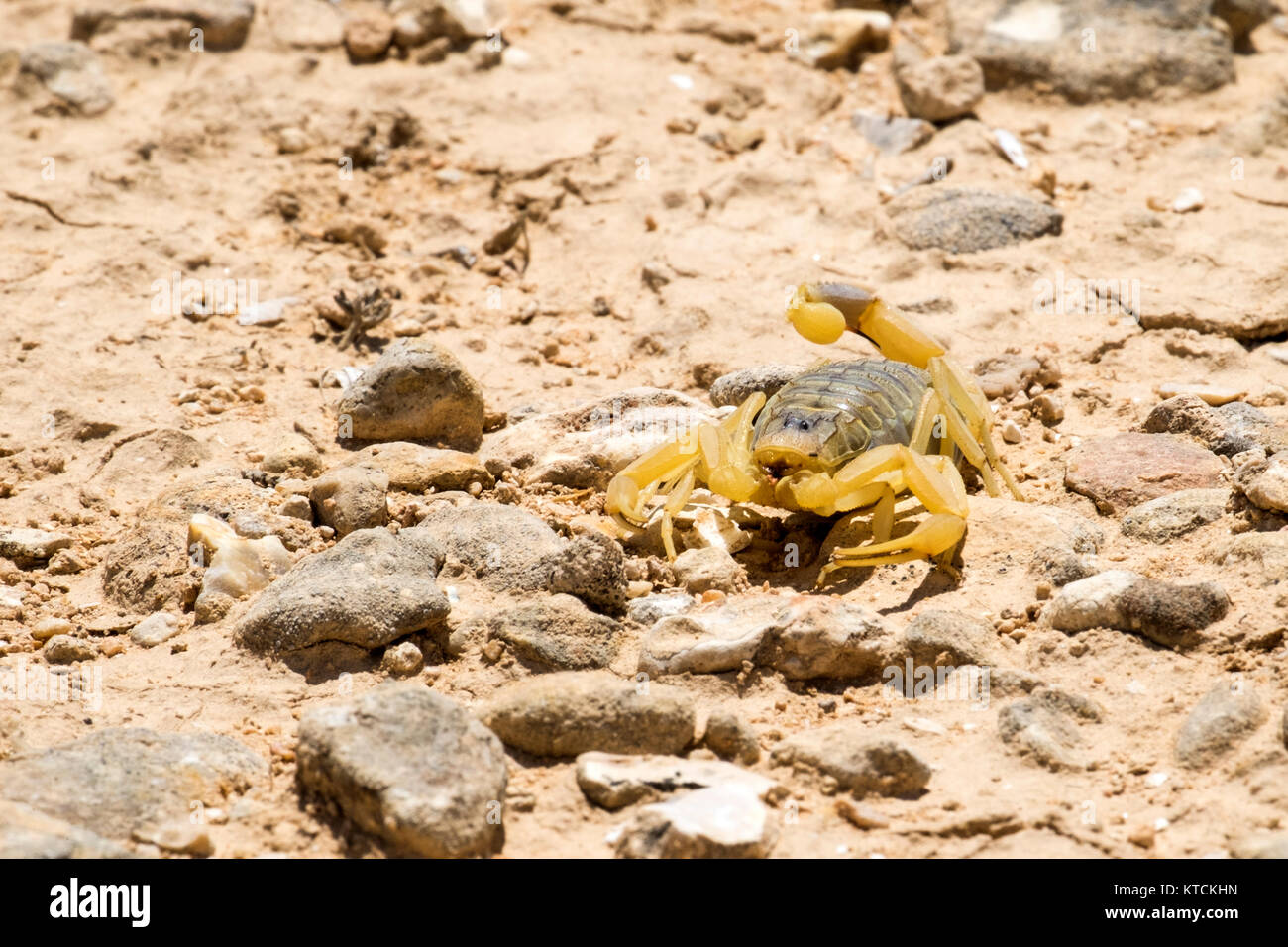 Deathstalker Stock Photos & Deathstalker Stock Images - Alamy
