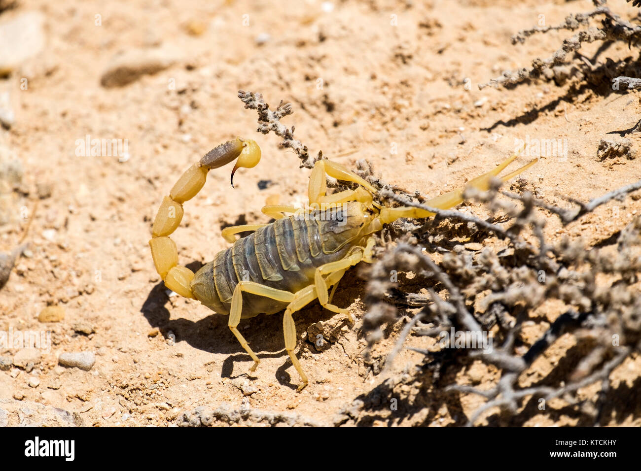 Scorpion deathstalker from the Negev desert seeking refuge (Leiurus ...