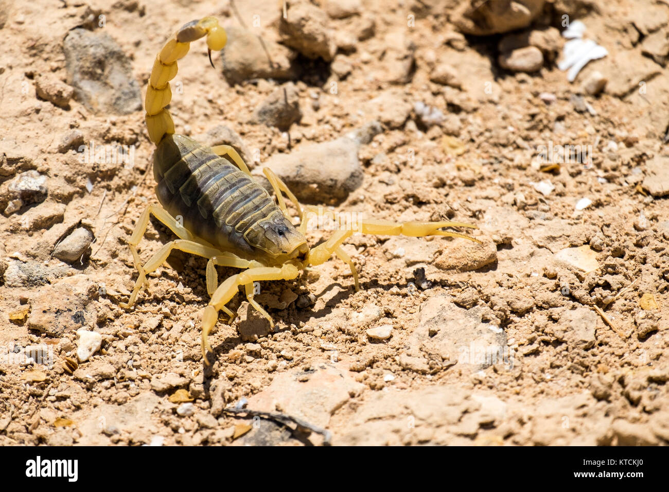 Worlds deadliest scorpion hi-res stock photography and images - Alamy
