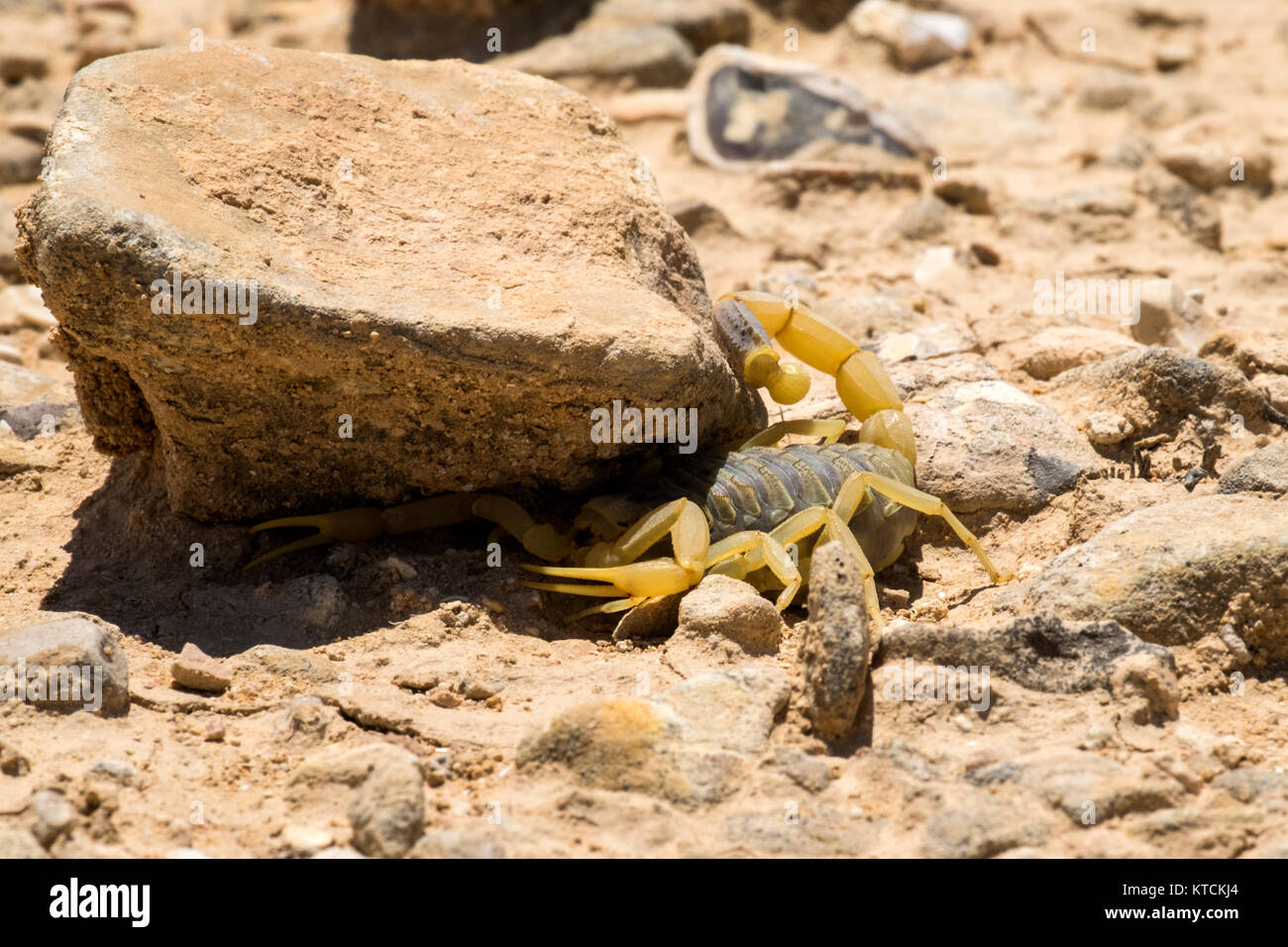 Scorpion deathstalker from the Negev desert seeks shelter under stone ...