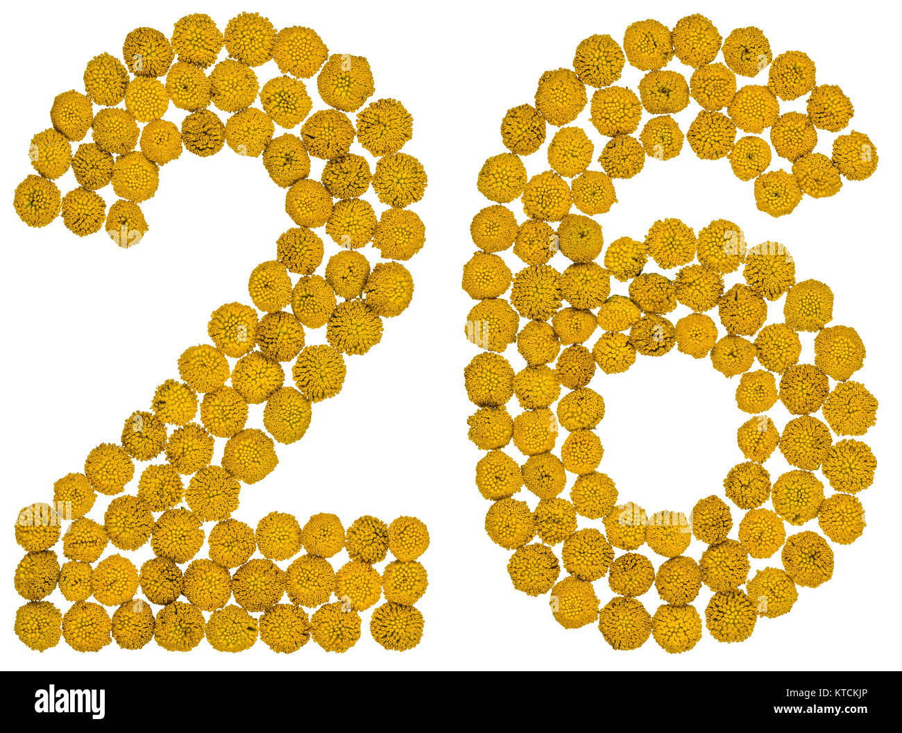 Arabic numeral 26, twenty six, from yellow flowers of tansy, isolated ...