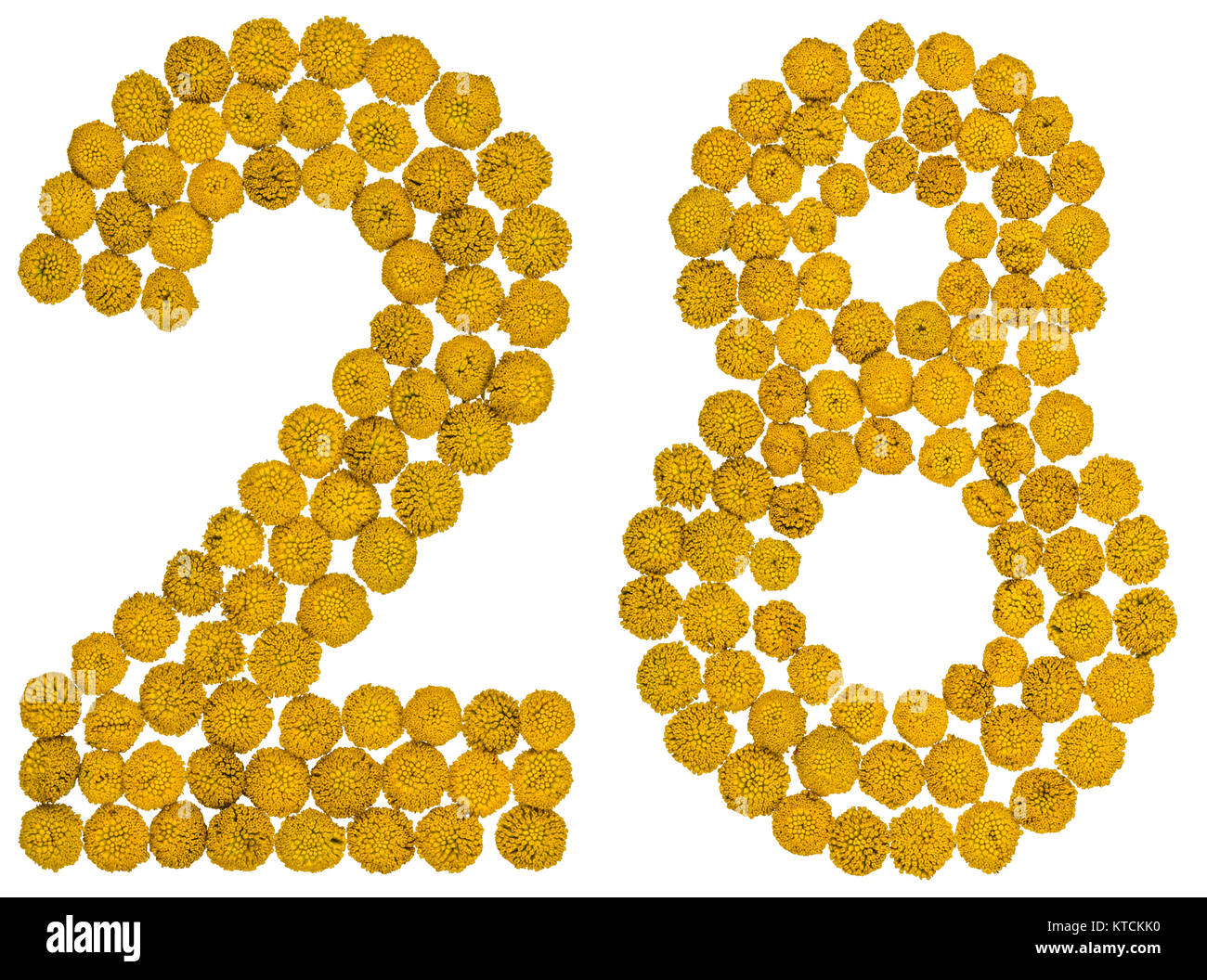 Arabic numeral 28, twenty eight, from yellow flowers of tansy, isolated ...