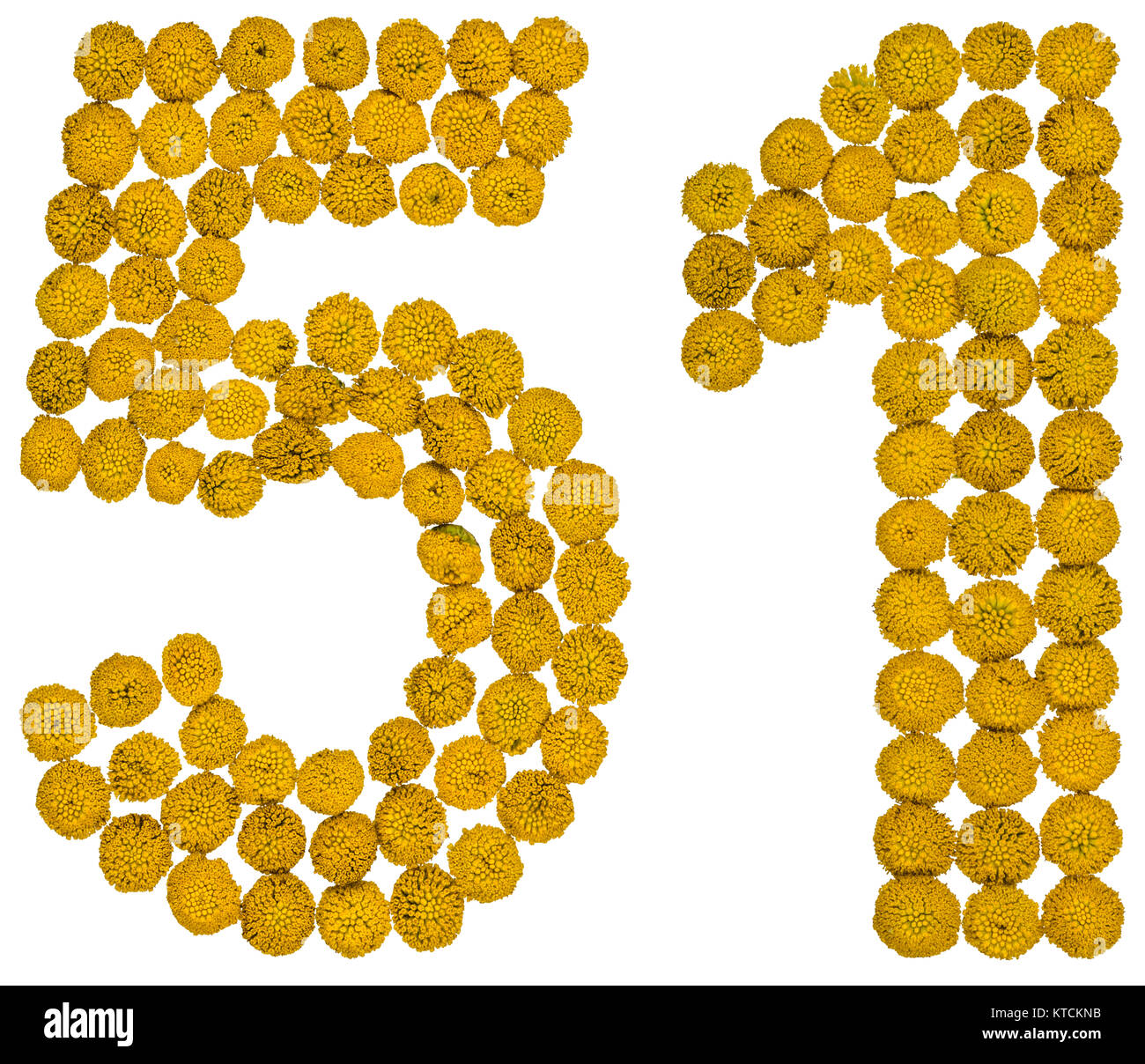 Arabic numeral 51, fifty one, from yellow flowers of tansy, isolated on ...