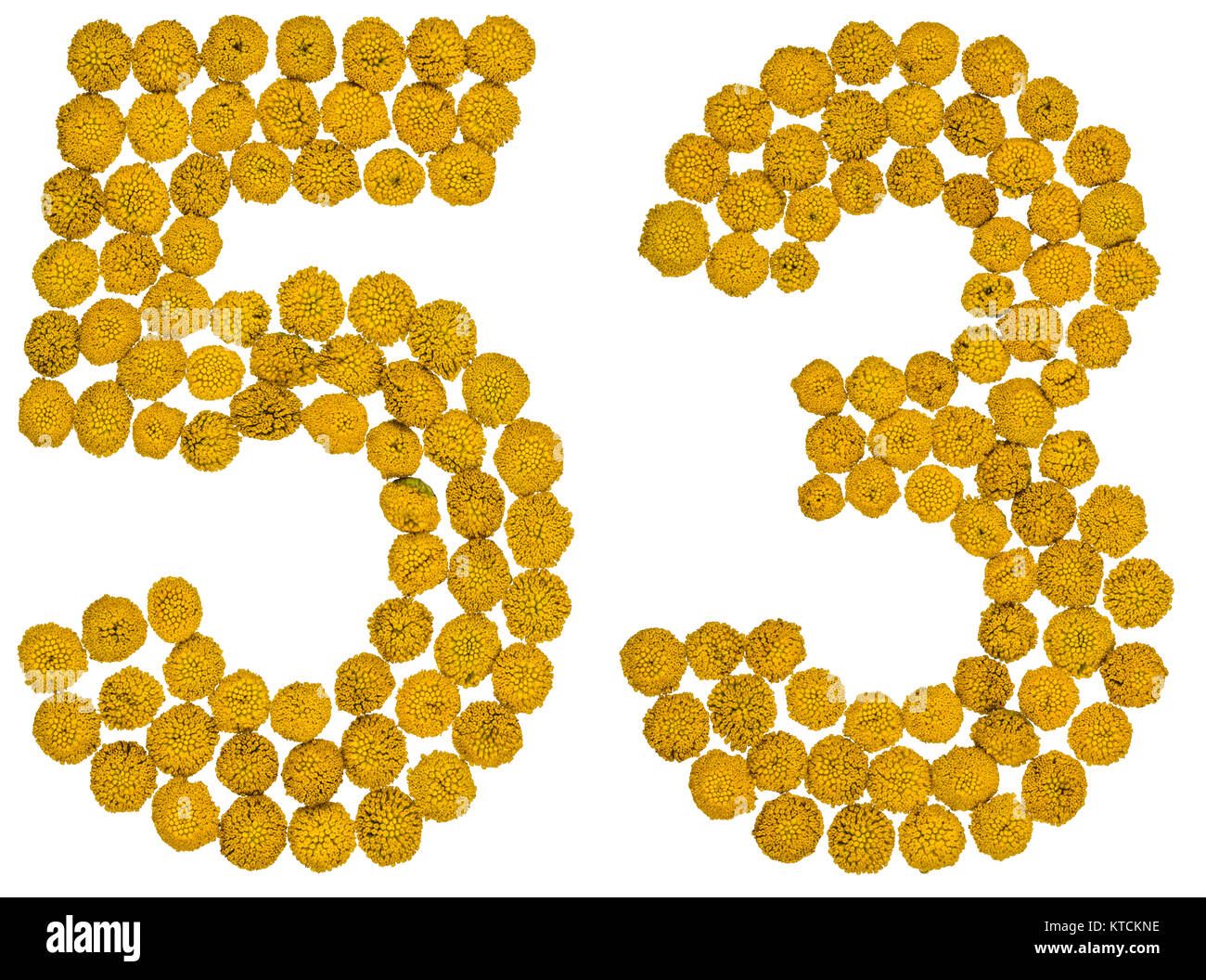 Arabic numeral 53, fifty three, from yellow flowers of tansy, isolated ...