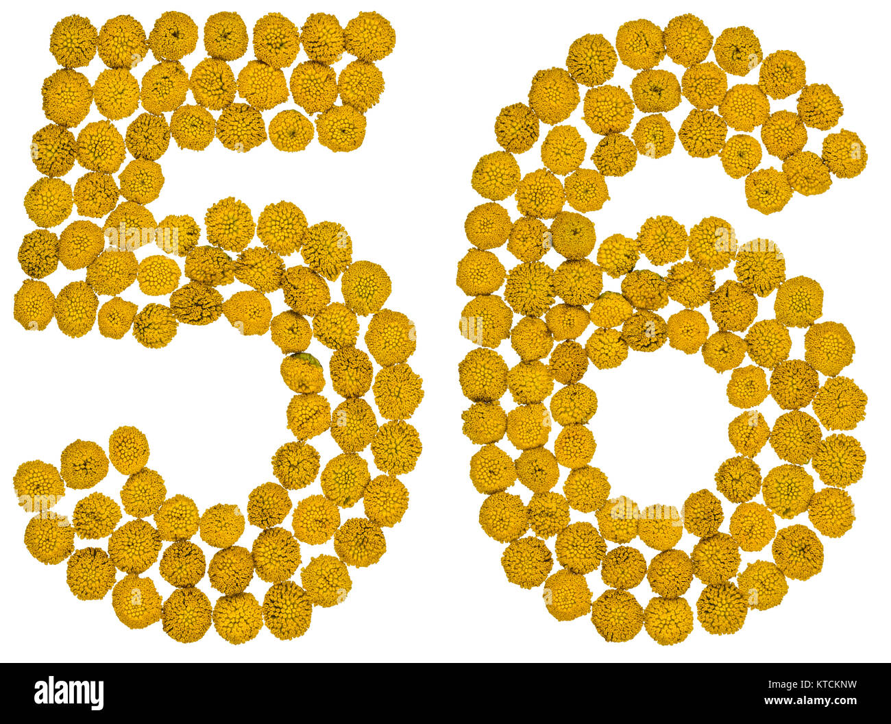 Arabic numeral 56, fifty six, from yellow flowers of tansy, isolated on ...