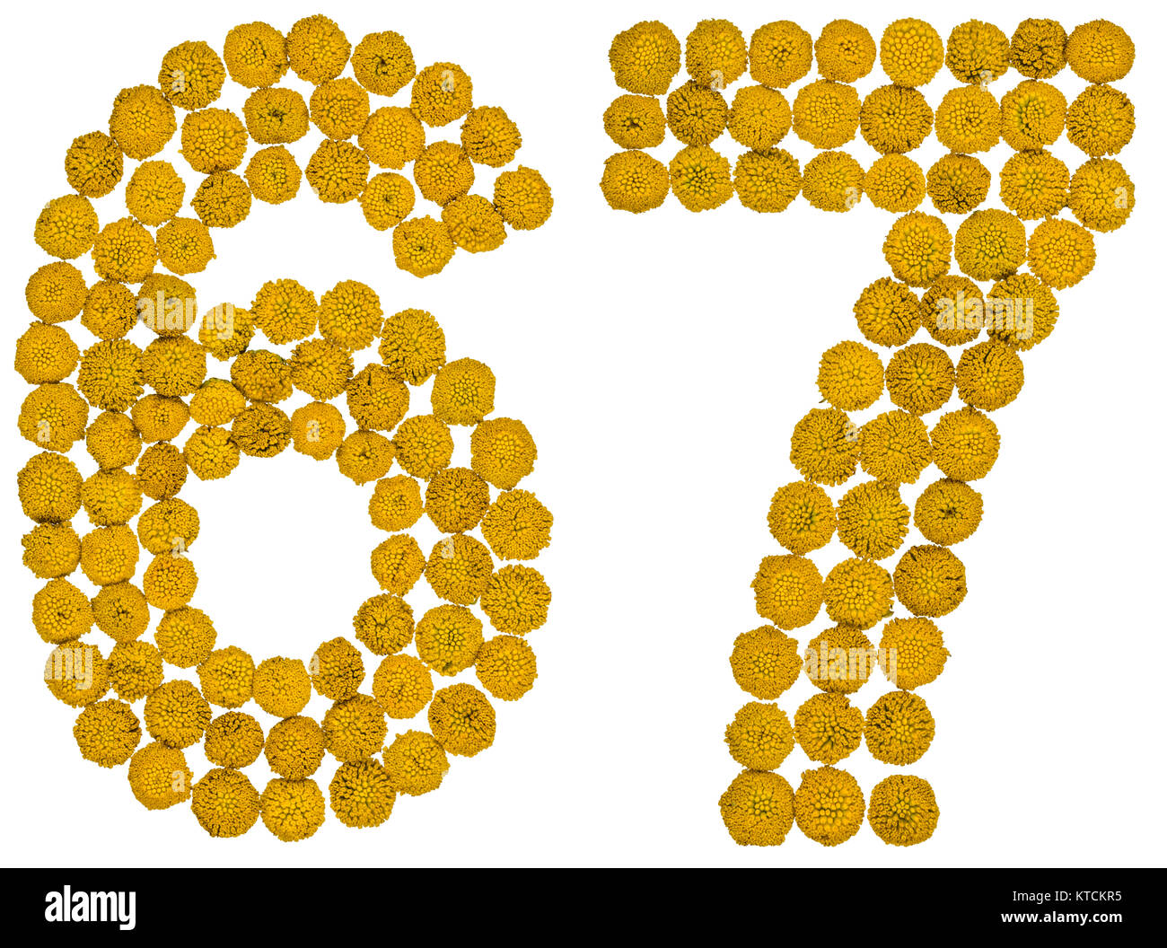 Arabic numeral 67, sixty seven, from yellow flowers of tansy, isolated ...