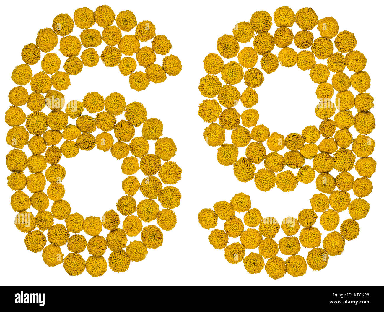 Arabic numeral 69, sixty nine, from yellow flowers of tansy, isolated ...
