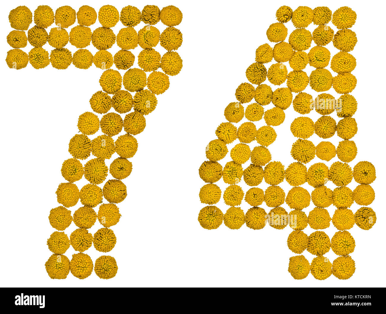 Arabic numeral 74, seventy four, from yellow flowers of tansy, isolated ...