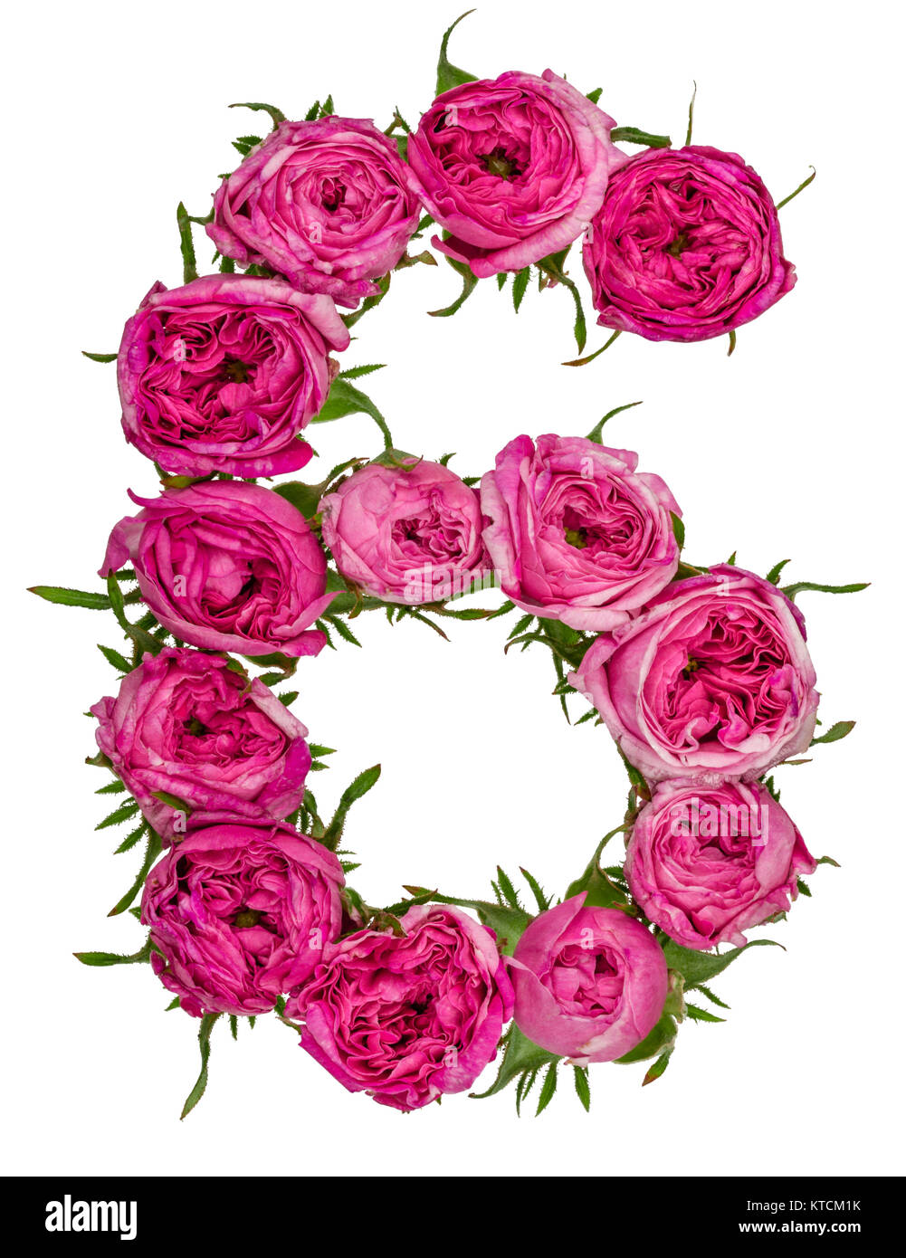 Arabic numeral 6, six, from red flowers of rose, isolated on white ...
