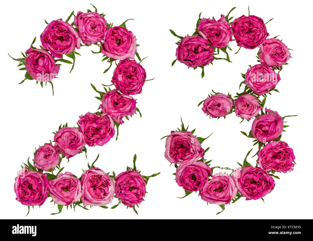 Arabic numeral 23, twenty three, from red flowers of rose, isolated on ...