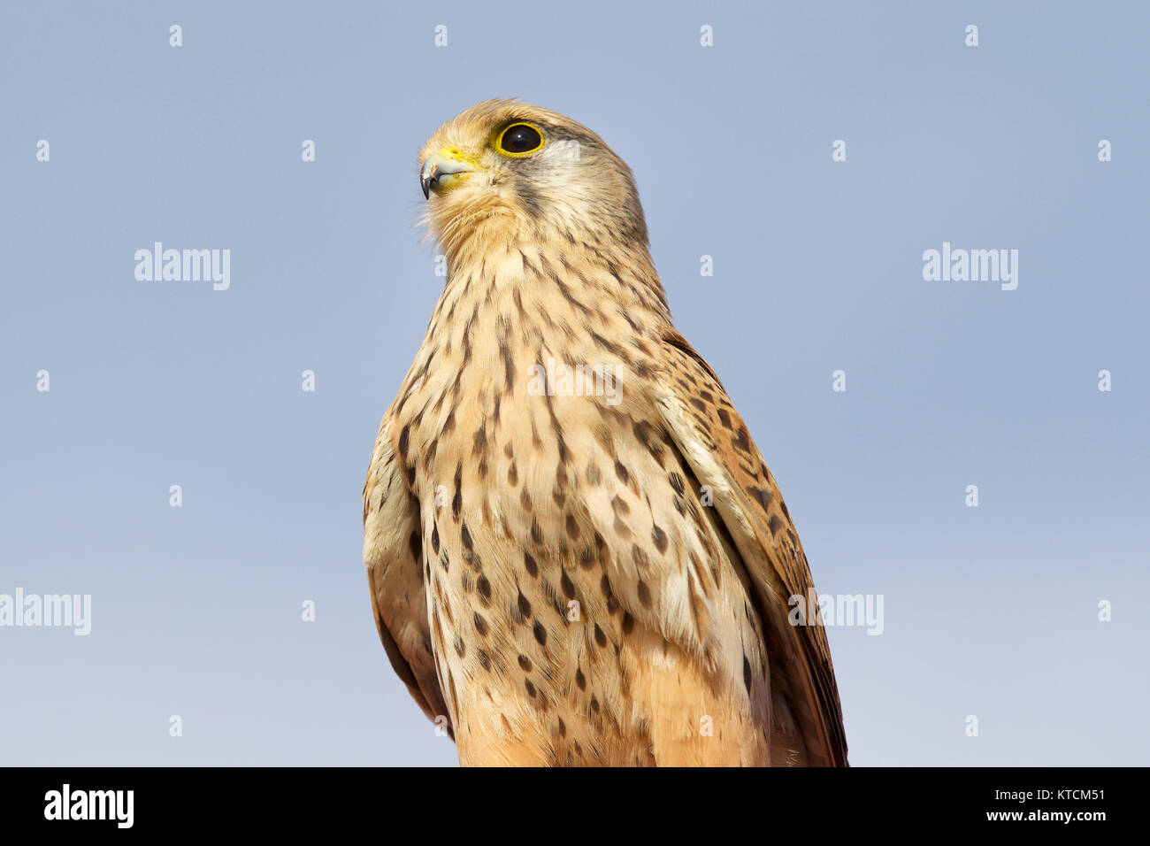 Proud bird of prey falcon family, Cyprus Stock Photo - Alamy