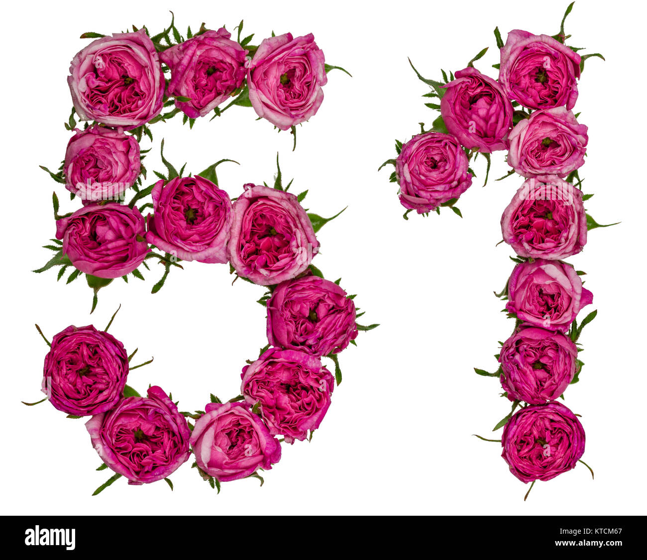 Arabic numeral 51, fifty one, from red flowers of rose, isolated on ...